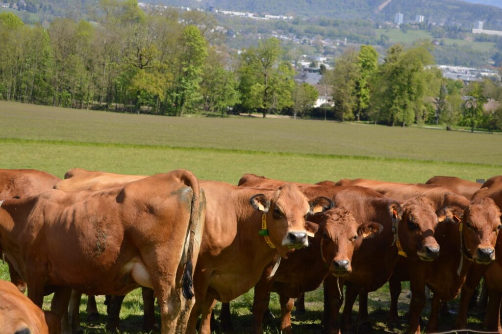 Exploitation agricole - Lycée Reinach
