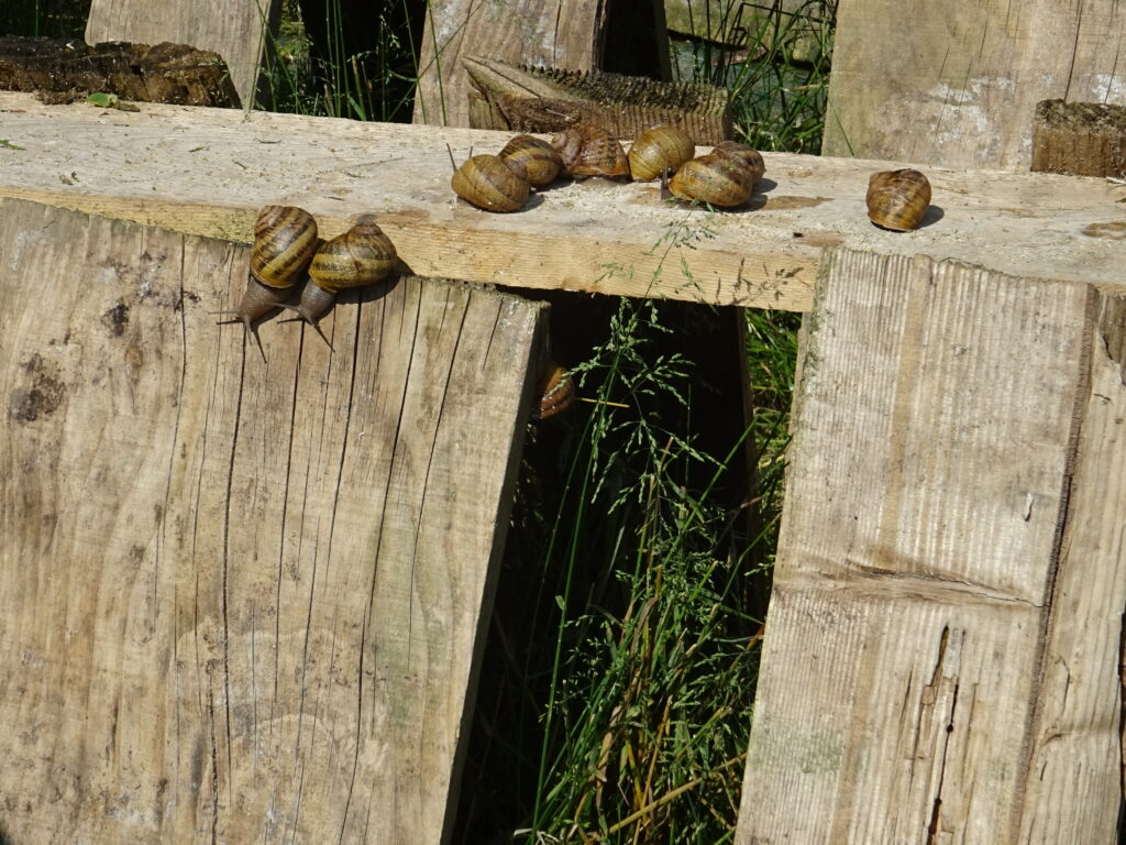 Créer son élevage d'escargots - Lycée Reinach
